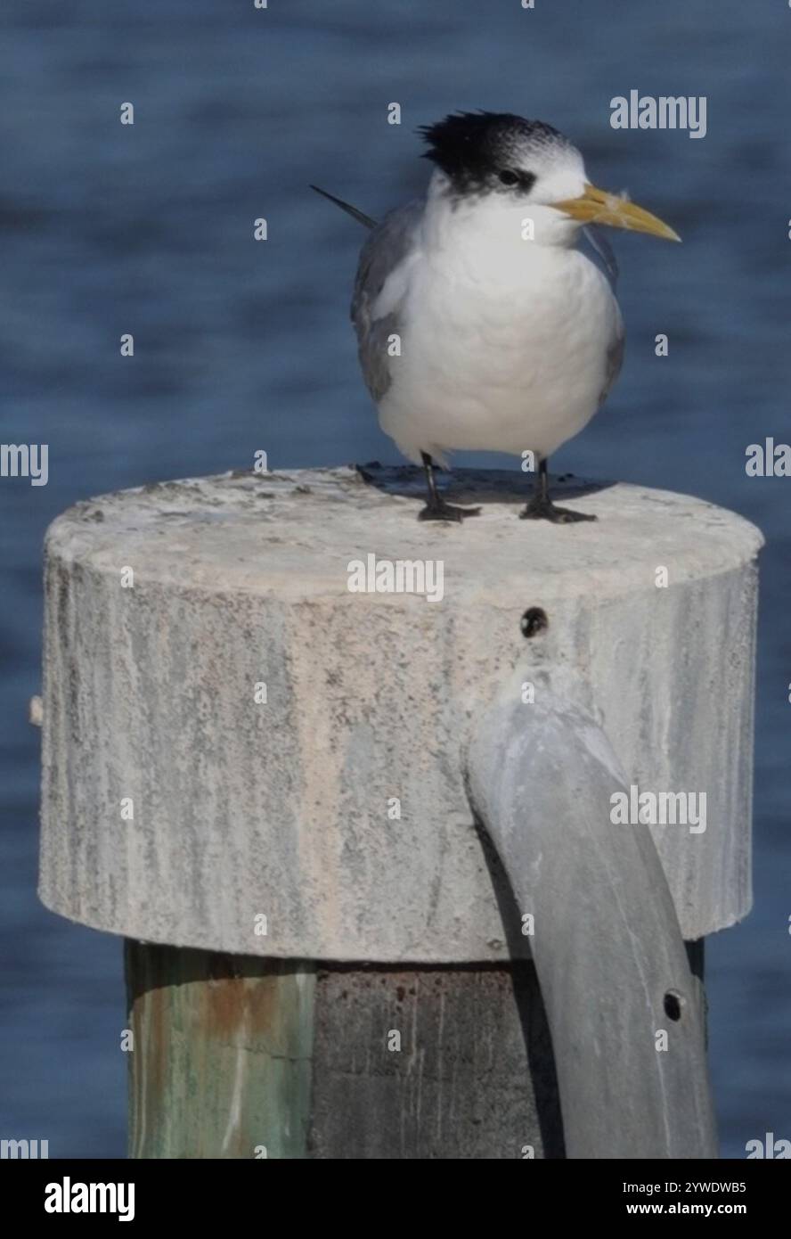Great Crested Tern (Thalasseus bergii Stock Photo - Alamy