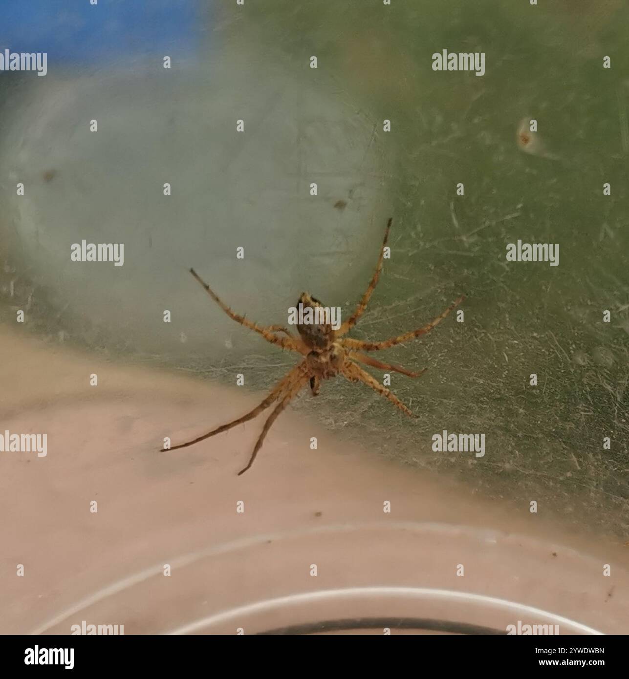 Running Crab Spiders (Philodromus Stock Photo - Alamy