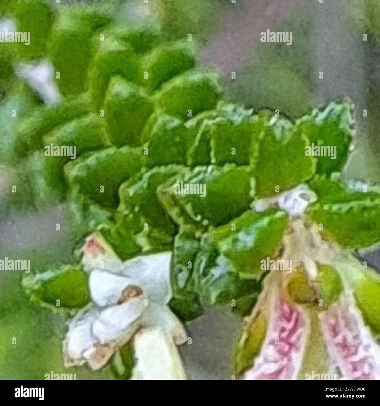 Stunning Heath (Erica formosa Stock Photo - Alamy