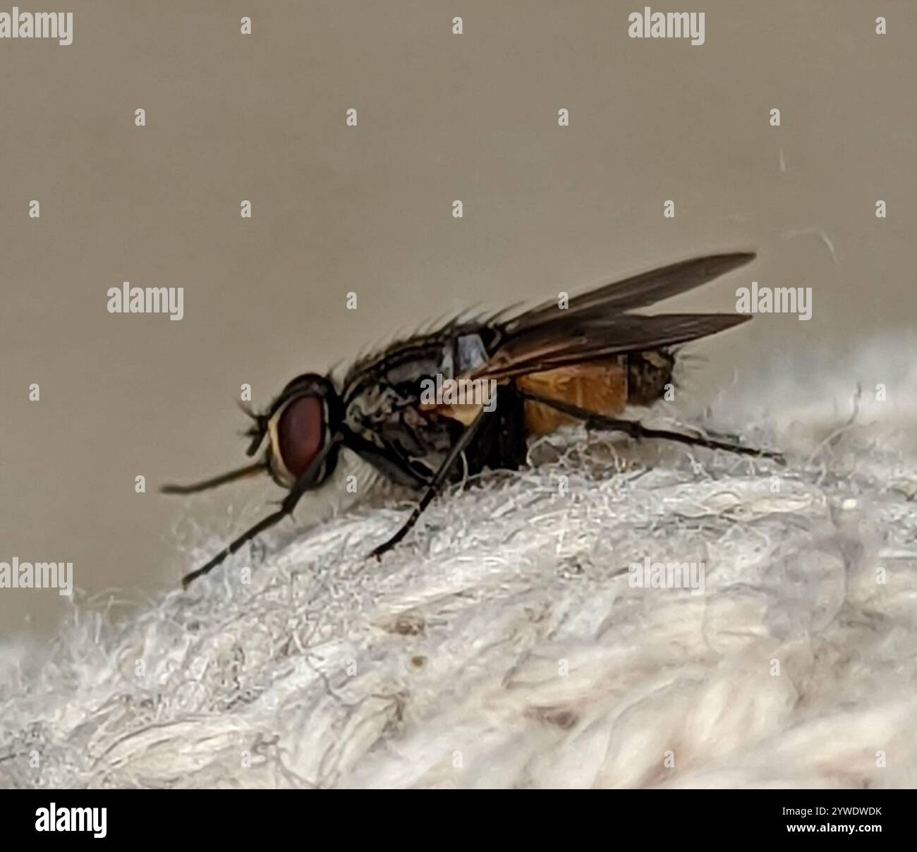 Common House Fly (Musca domestica Stock Photo - Alamy