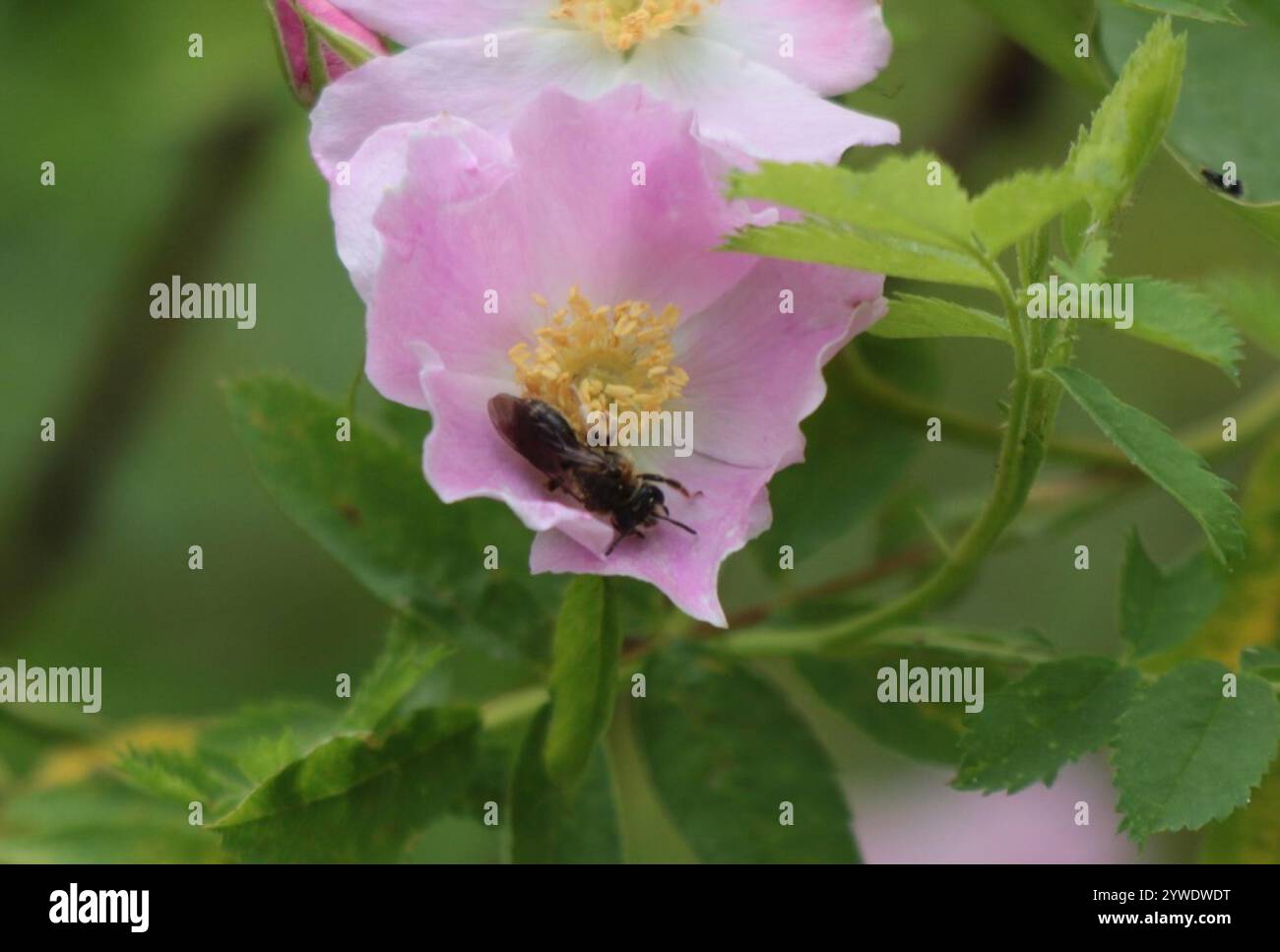 Mining Bees (Andrena Stock Photo - Alamy