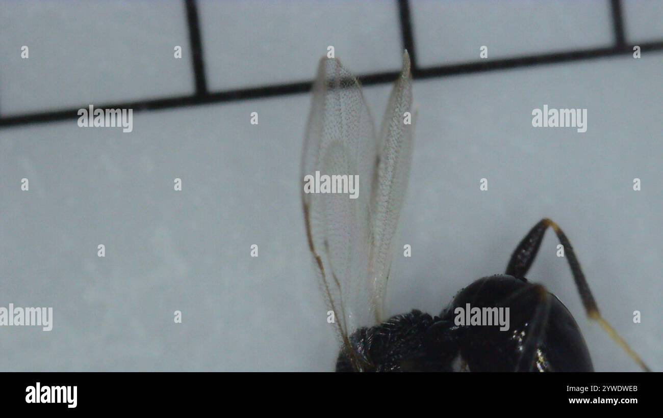 Eurytoma hi-res stock photography and images - Alamy