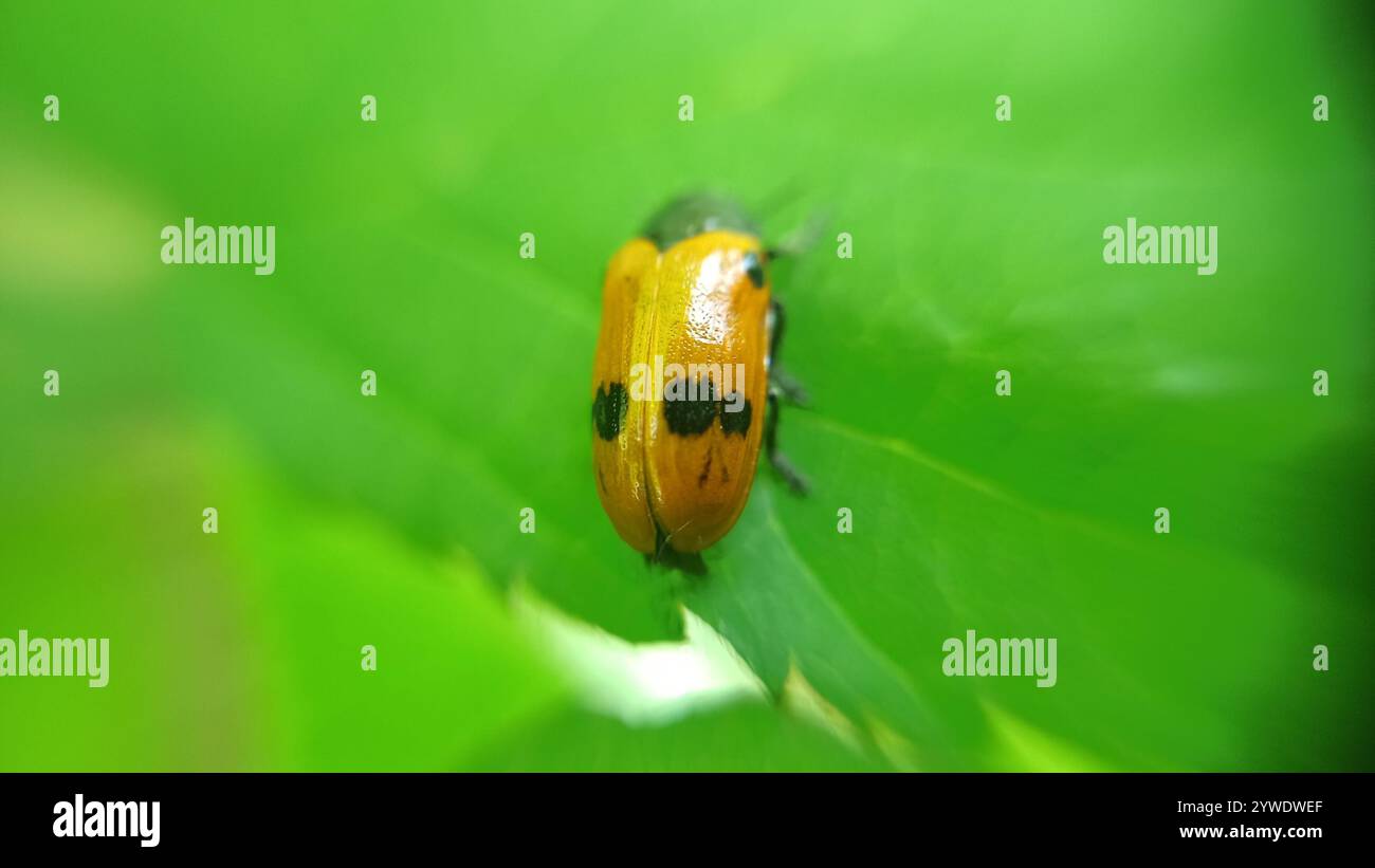 Four Spotted Leaf Beetle (Clytra quadripunctata Stock Photo - Alamy