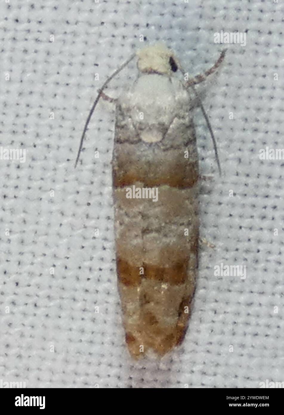 Pine Tip Moths (Rhyacionia Stock Photo - Alamy