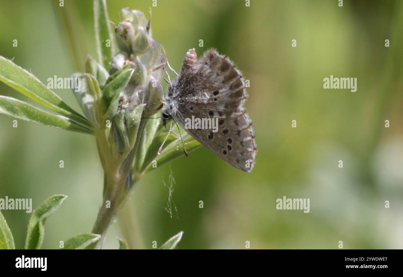 Arrowhead Blue (Glaucopsyche piasus Stock Photo - Alamy