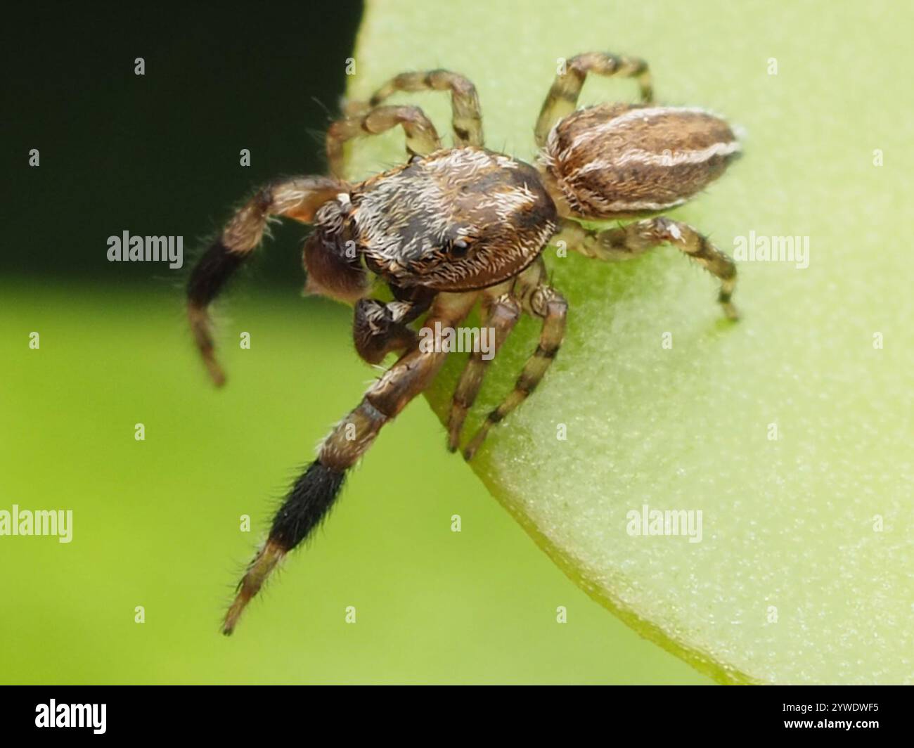 Four-lined Slender Jumping Spider (Marpissa lineata Stock Photo - Alamy