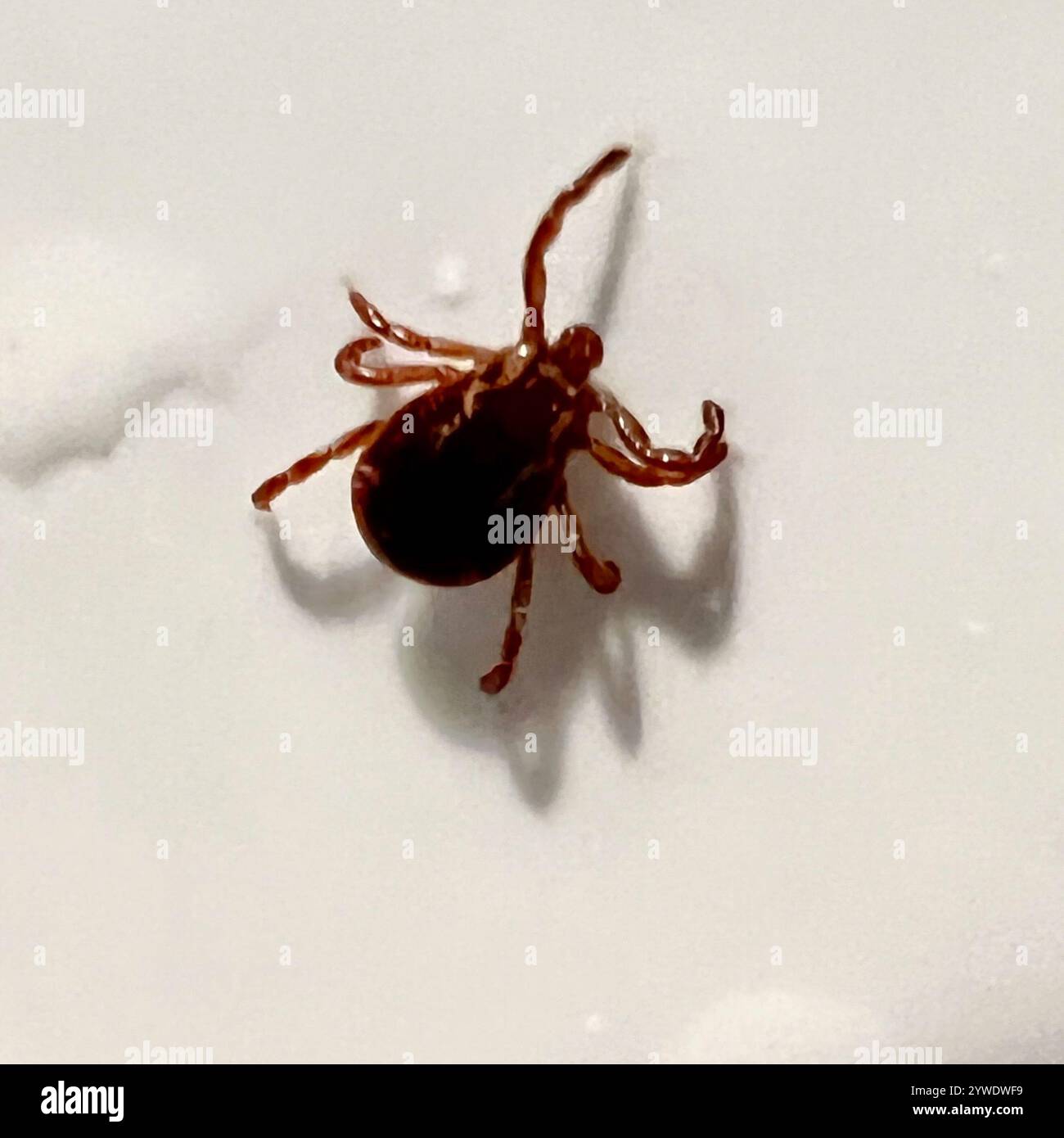 American Dog Tick (Dermacentor variabilis Stock Photo - Alamy