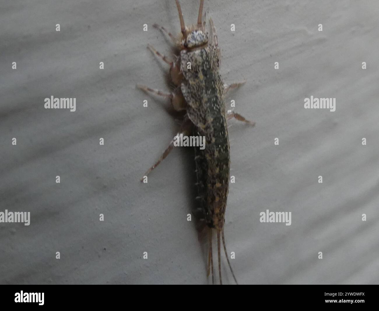 Four-lined Silverfish (Ctenolepisma lineatum Stock Photo - Alamy