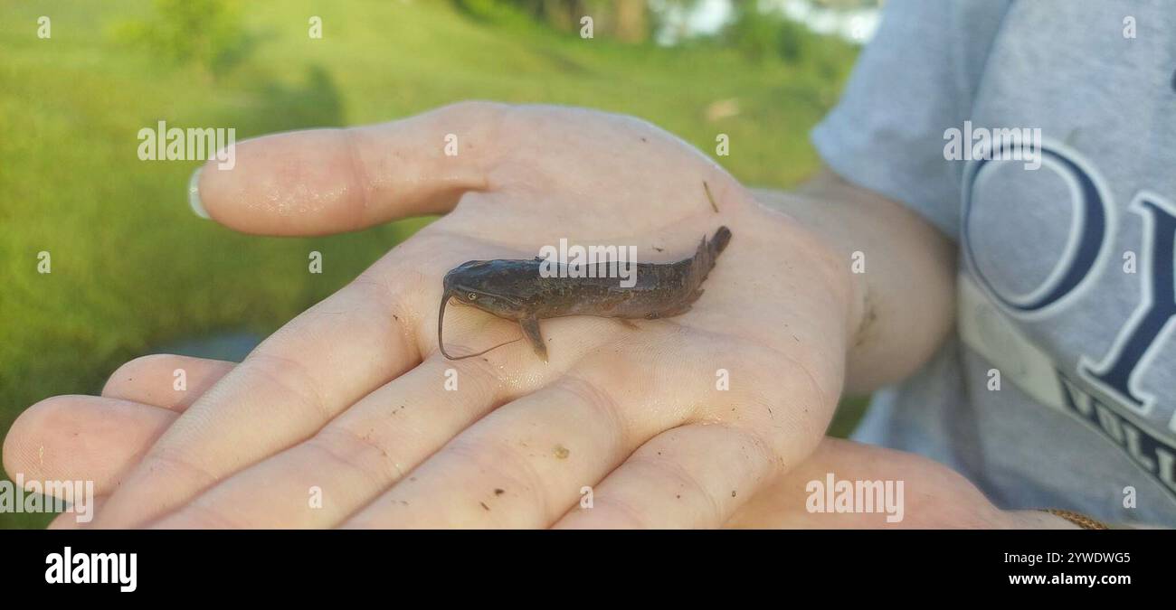 Walking Catfish (Clarias batrachus Stock Photo - Alamy