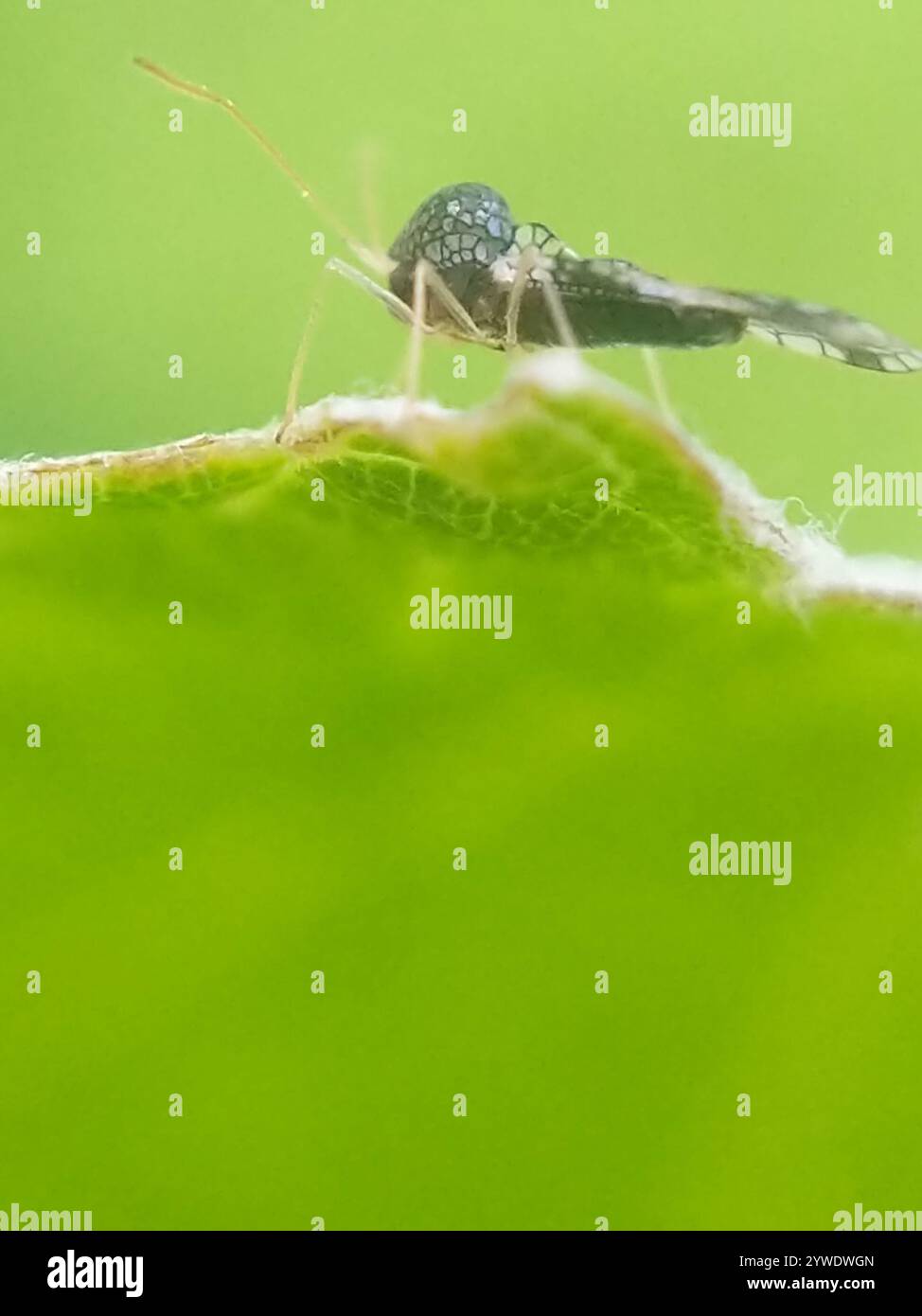 Stephanitis hi-res stock photography and images - Alamy