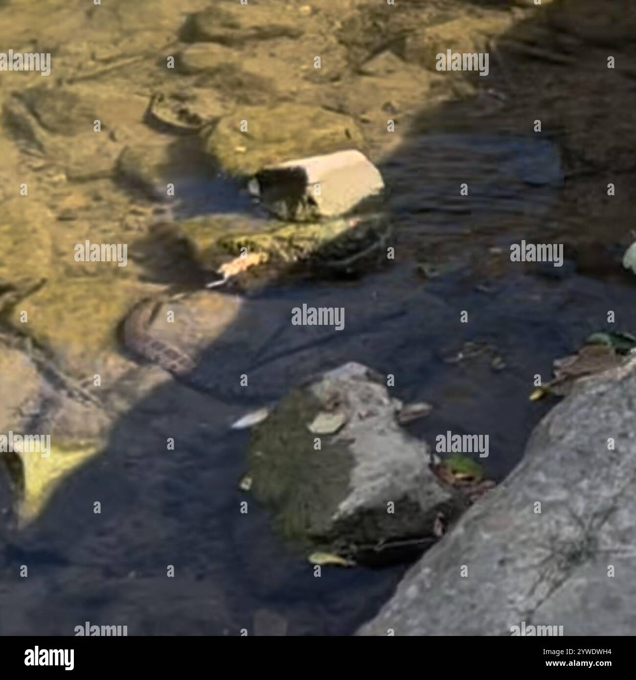 Common Watersnake (Nerodia sipedon Stock Photo - Alamy