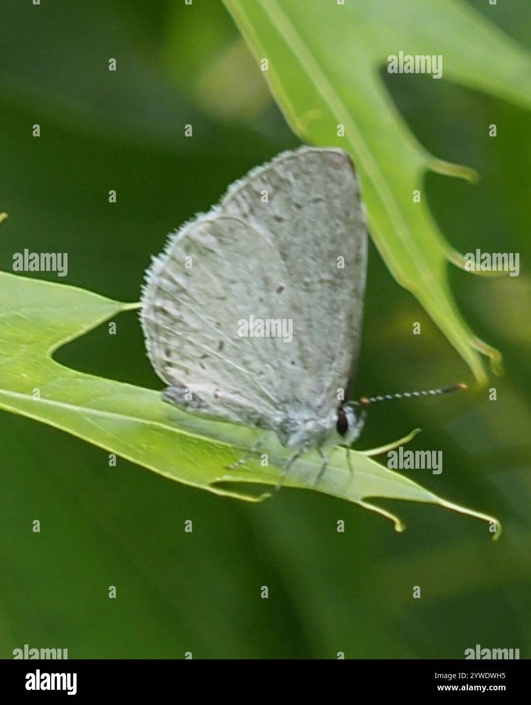 Summer Azure (Celastrina neglecta Stock Photo - Alamy