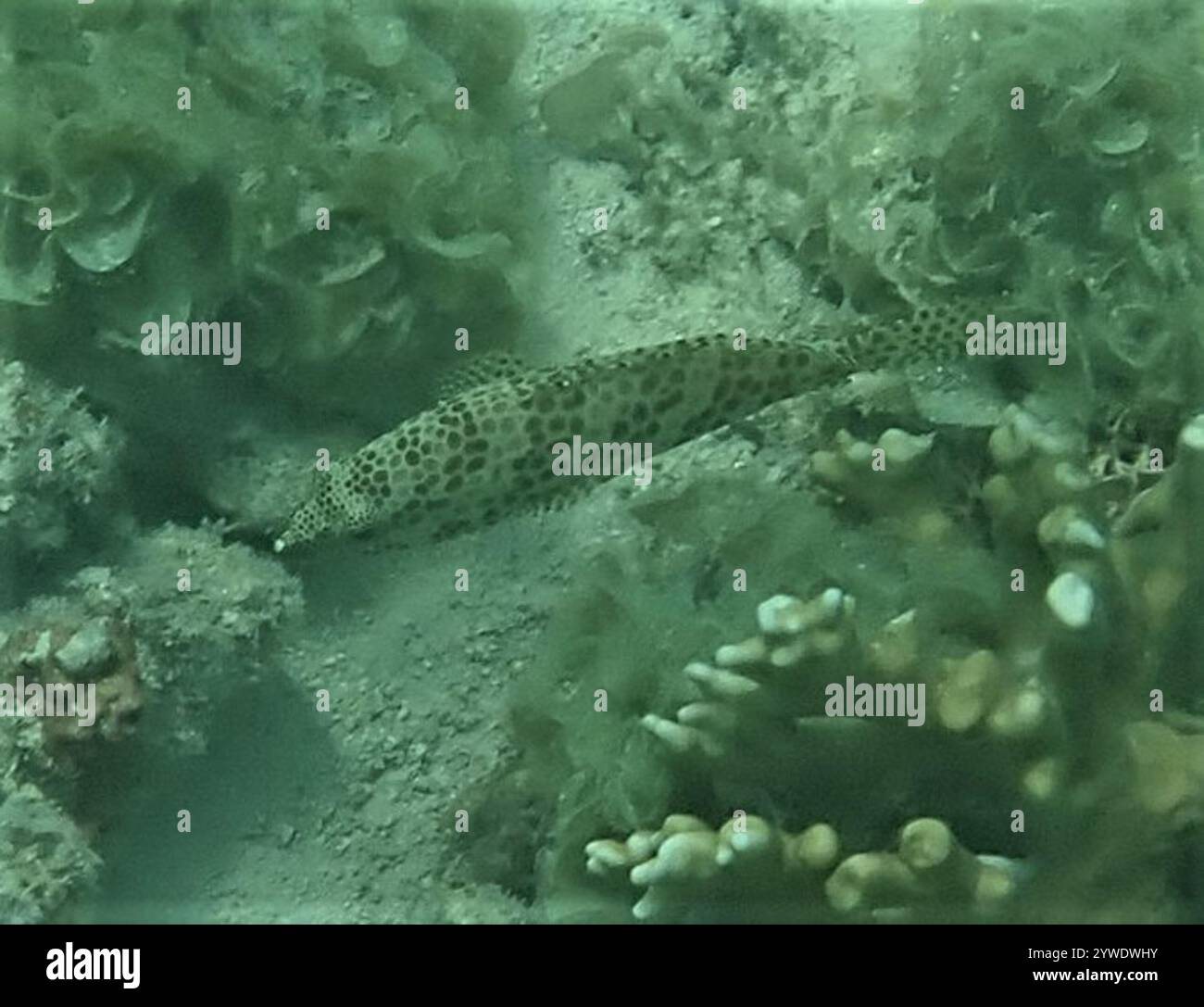 Honeycomb Grouper (Epinephelus merra Stock Photo - Alamy