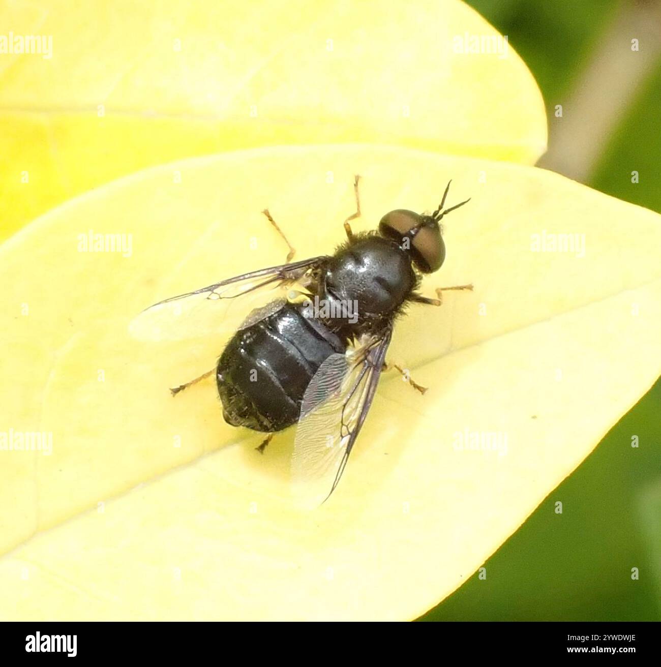 Black Colonel (Odontomyia tigrina Stock Photo - Alamy