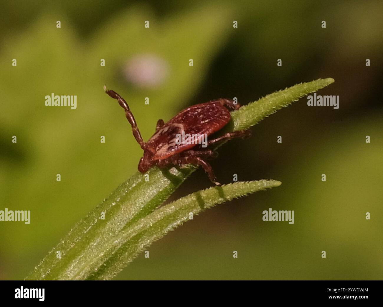 American Dog Tick (Dermacentor variabilis Stock Photo - Alamy
