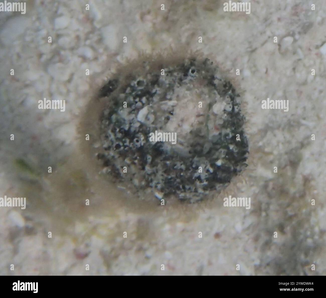 Penicillus hi-res stock photography and images - Alamy