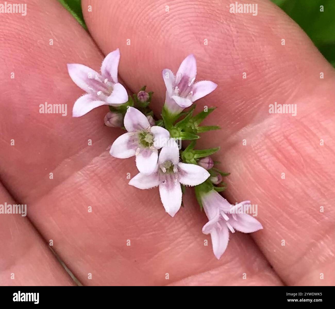 summer bluet (Houstonia purpurea Stock Photo - Alamy