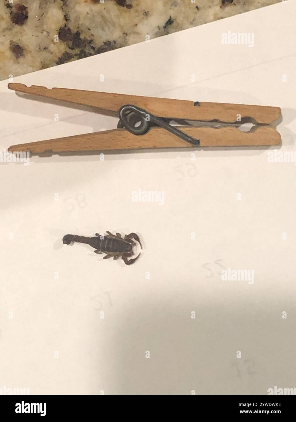 Southern Devil Scorpion (Vaejovis carolinianus Stock Photo - Alamy