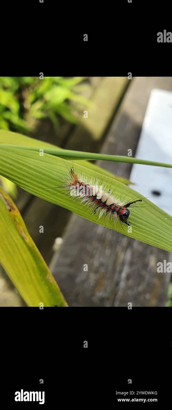 Rusty Tussock Moth (Orgyia antiqua Stock Photo - Alamy