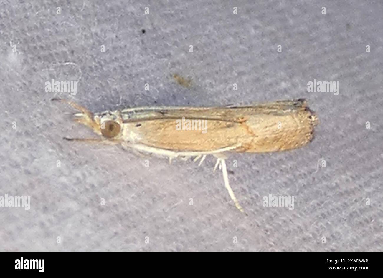 Bluegrass Webworm Moth (Parapediasia teterrellus Stock Photo - Alamy