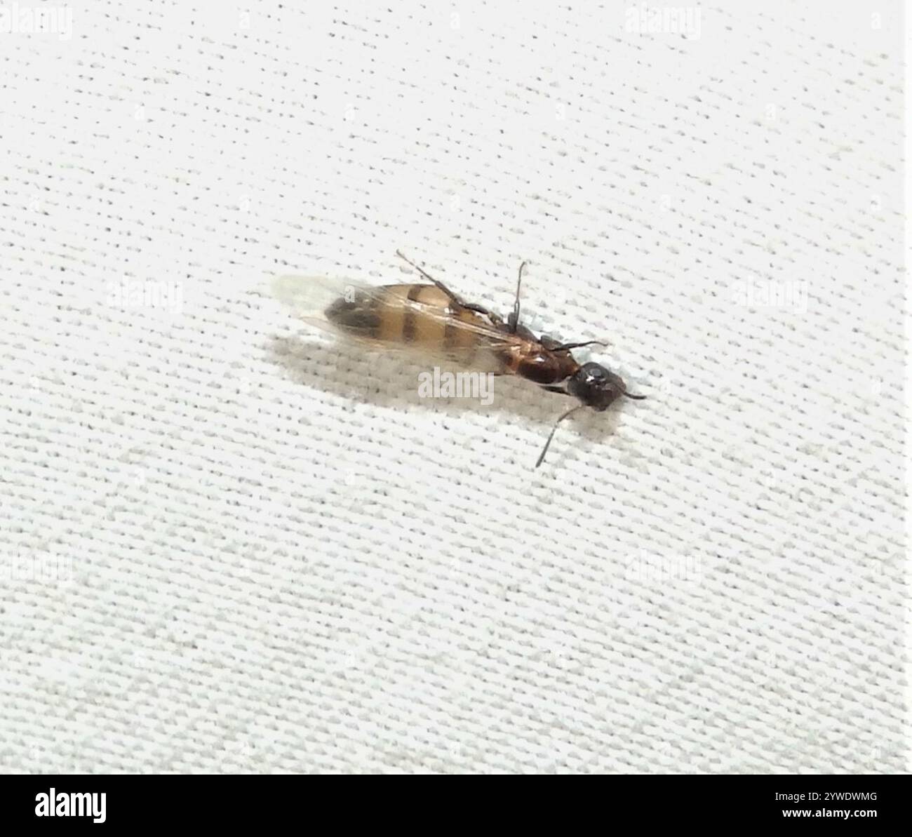 Common Gate-keeper Ant (Colobopsis impressa Stock Photo - Alamy