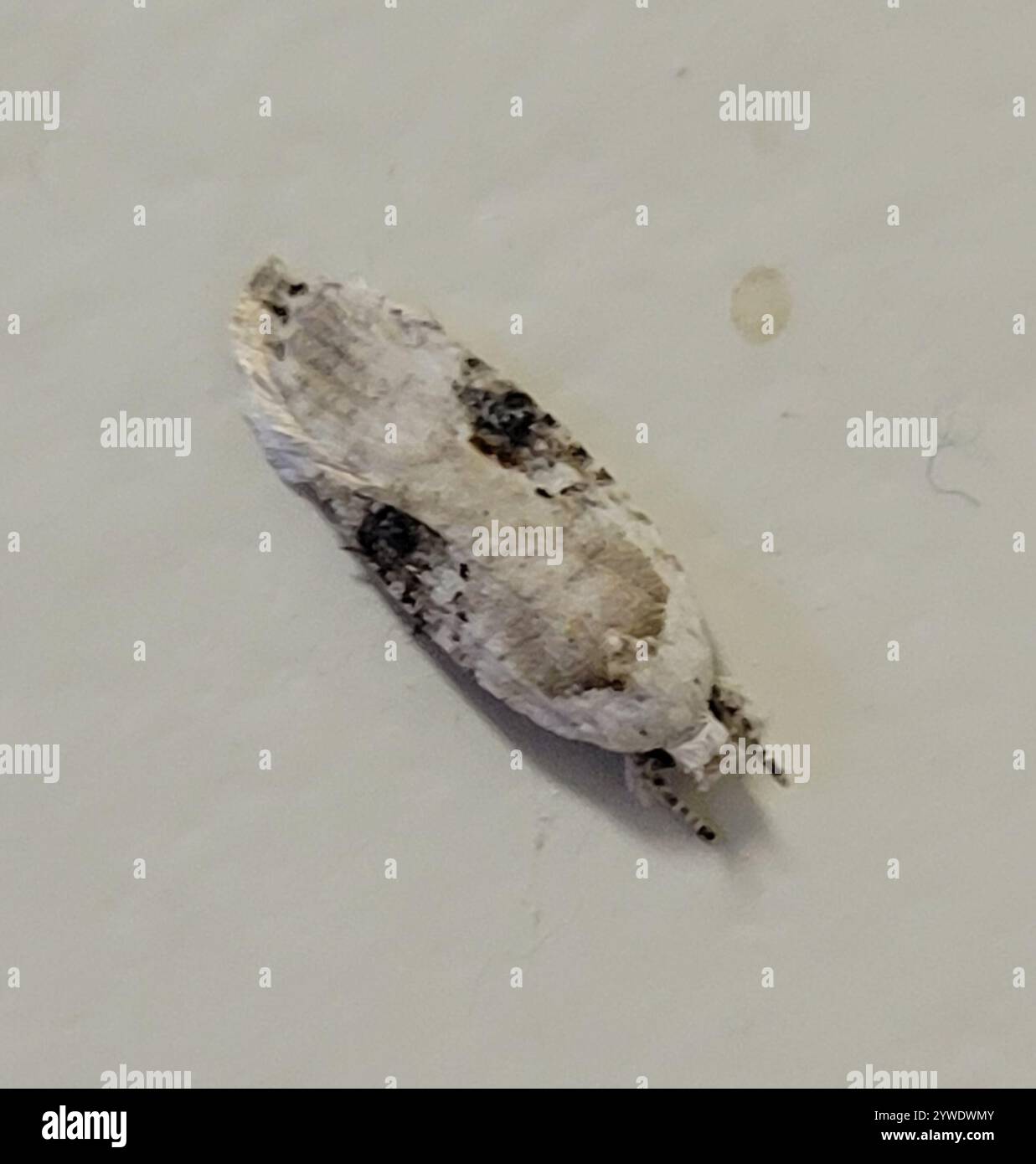 Poison hemlock moth (Agonopterix alstroemeriana Stock Photo - Alamy