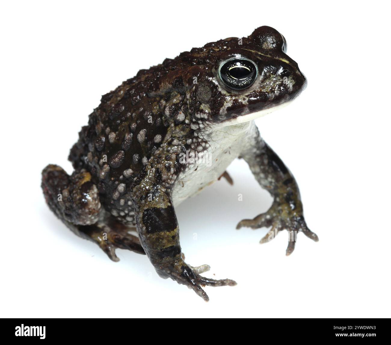 Sand Toad (Vandijkophrynus angusticeps Stock Photo - Alamy