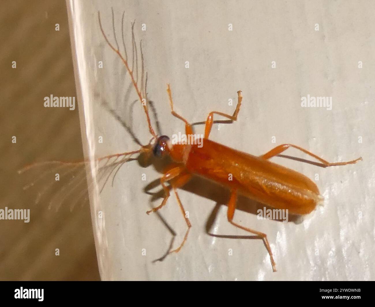 Uniform Fire-coloured Beetle (Dendroides concolor Stock Photo - Alamy