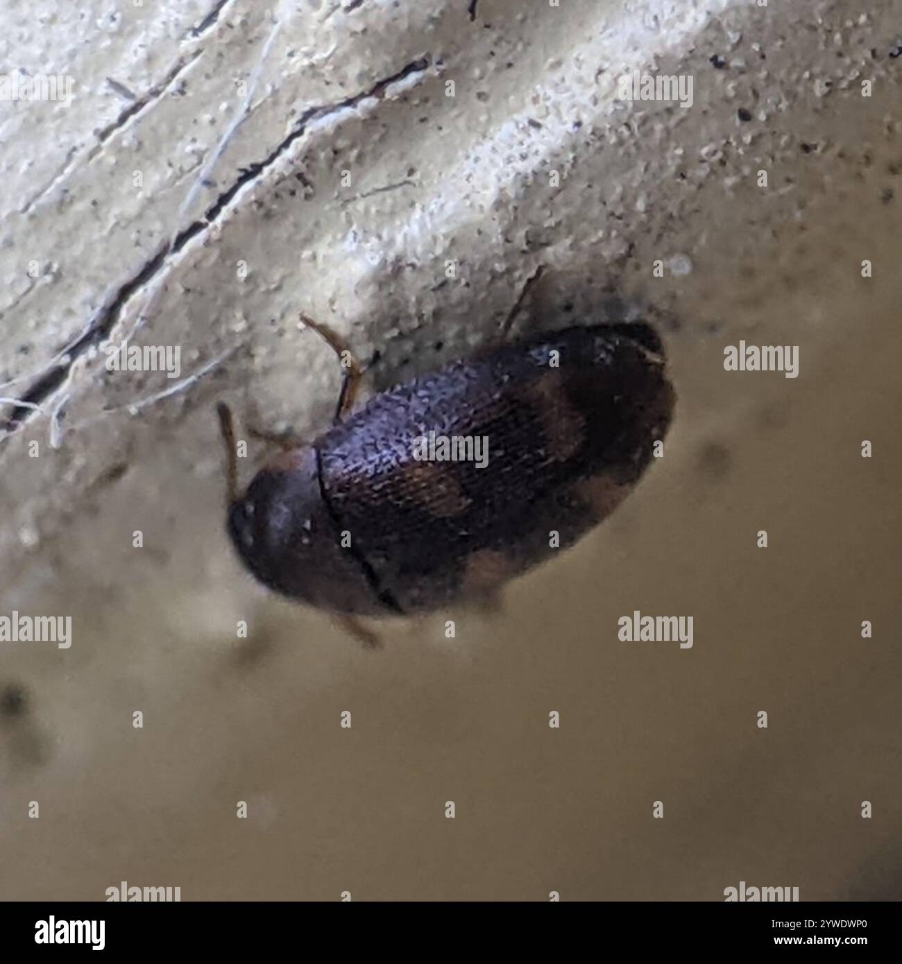 Four-spotted Hairy Fungus Beetle (Litargus tetraspilotus Stock Photo ...