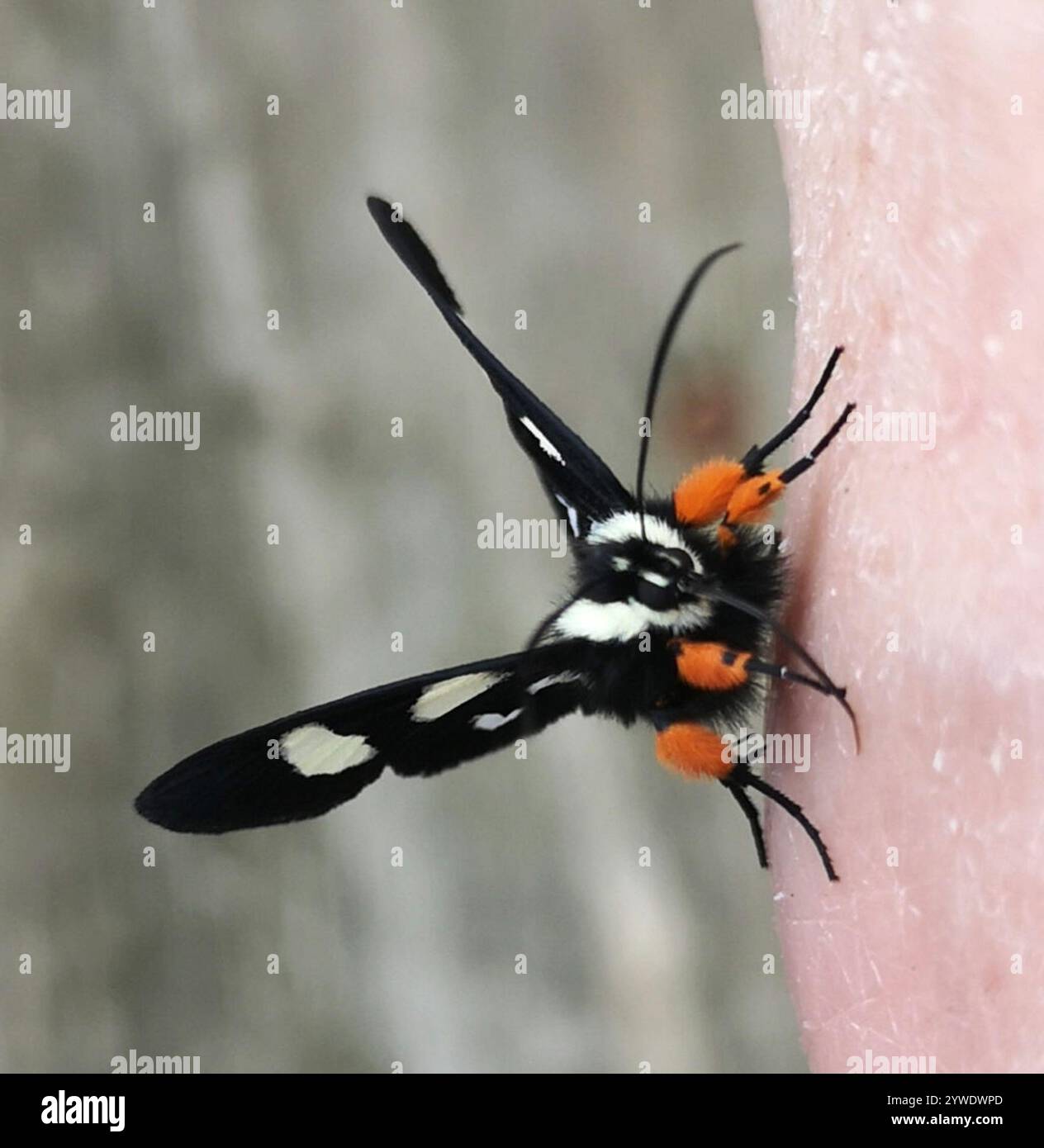 Eight-spotted Forester Moth (Alypia octomaculata Stock Photo - Alamy