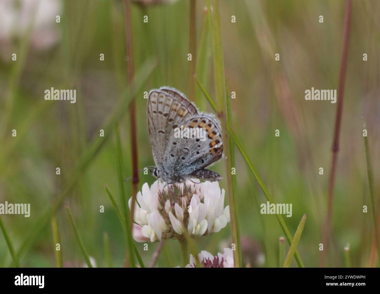 Northern Blue (Plebejus idas Stock Photo - Alamy