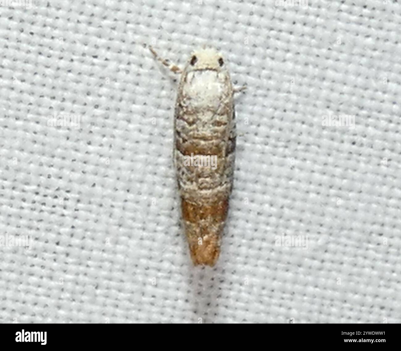 Pitch Twig Moth (Retinia comstockiana Stock Photo - Alamy