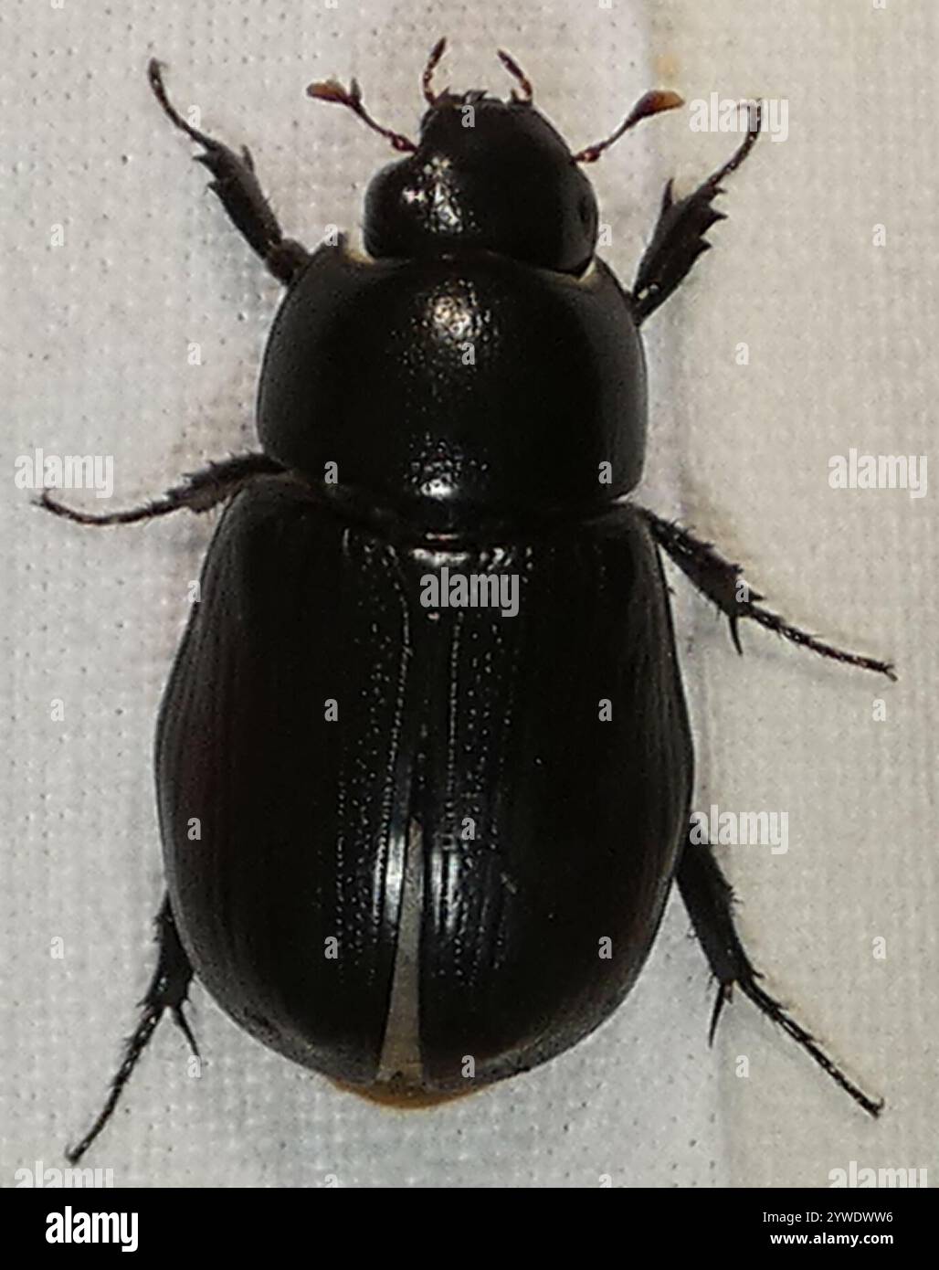 Rice Beetle (Dyscinetus morator Stock Photo - Alamy