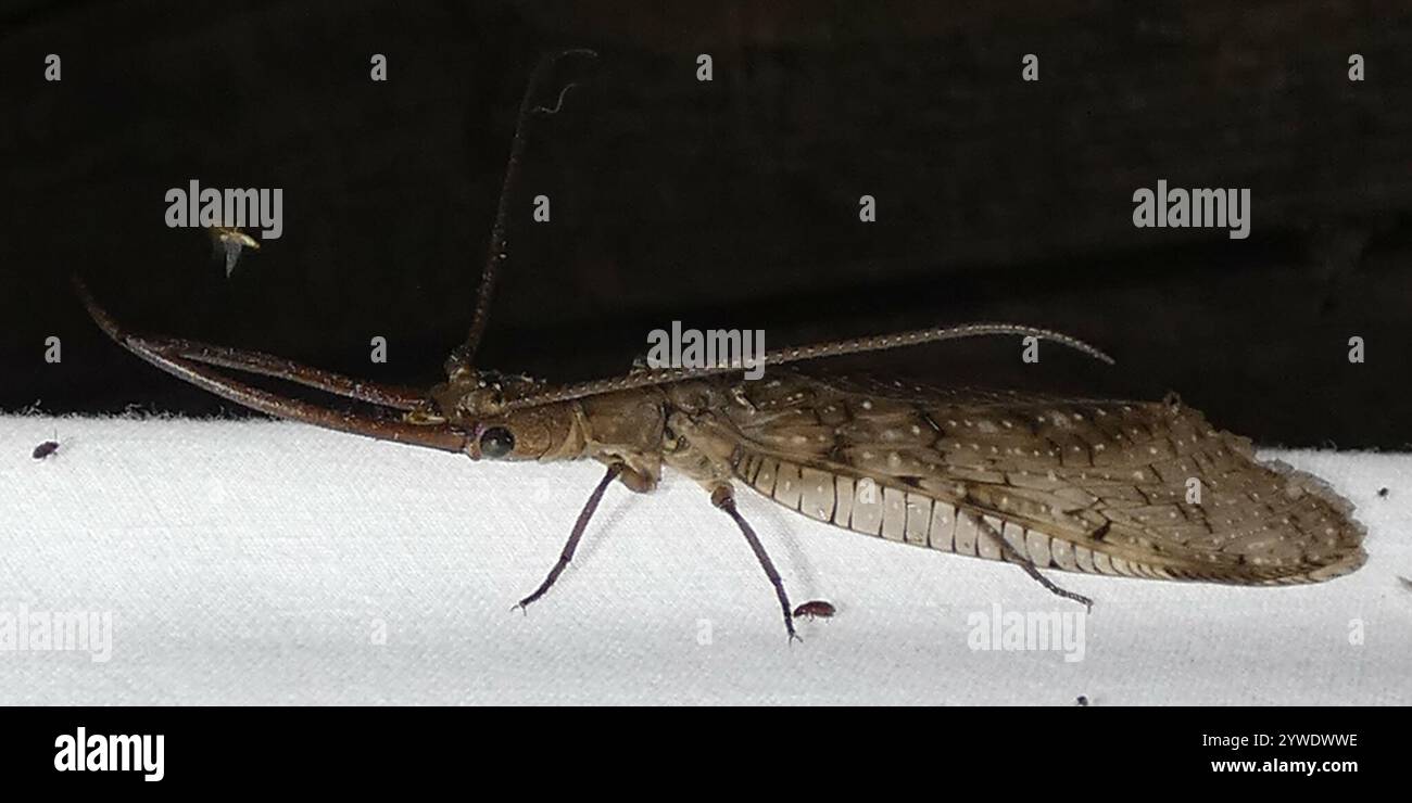 Eastern Dobsonfly (Corydalus cornutus Stock Photo - Alamy