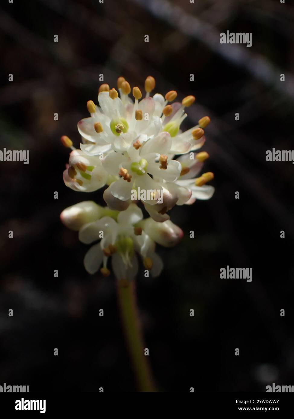 Sticky False Asphodel (Triantha glutinosa Stock Photo - Alamy