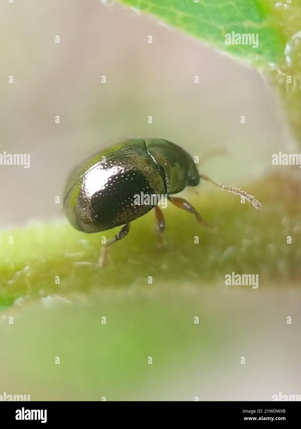 Leaf Beetles (Chrysomelidae Stock Photo - Alamy