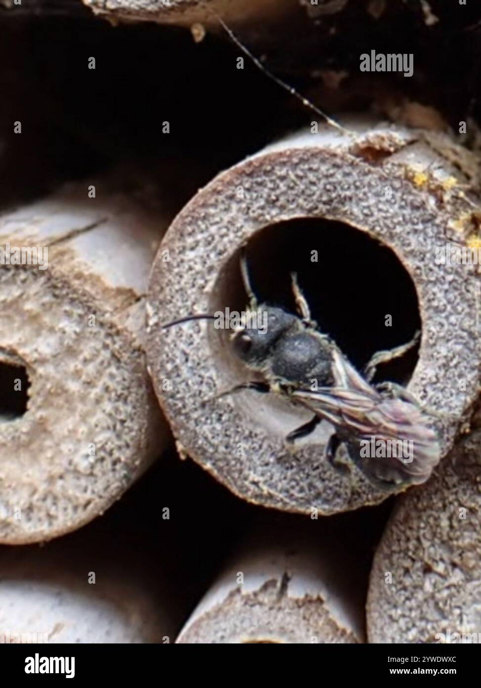 Large-headed Armoured-Resin bee (Heriades truncorum Stock Photo - Alamy