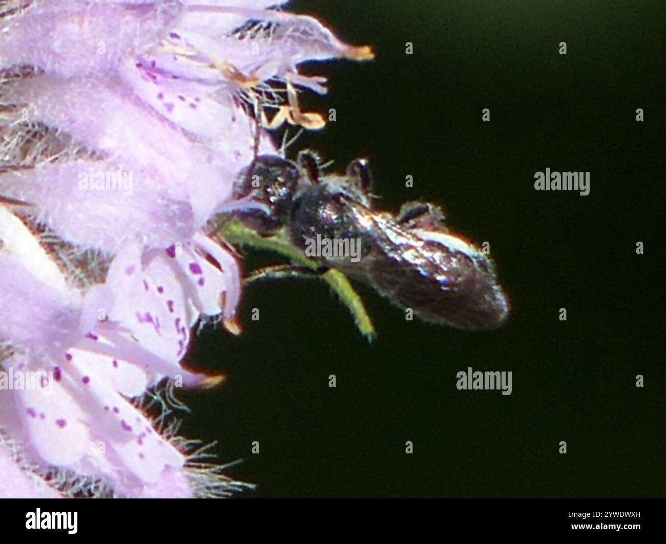 Armored-Resin bees (Heriades Stock Photo - Alamy