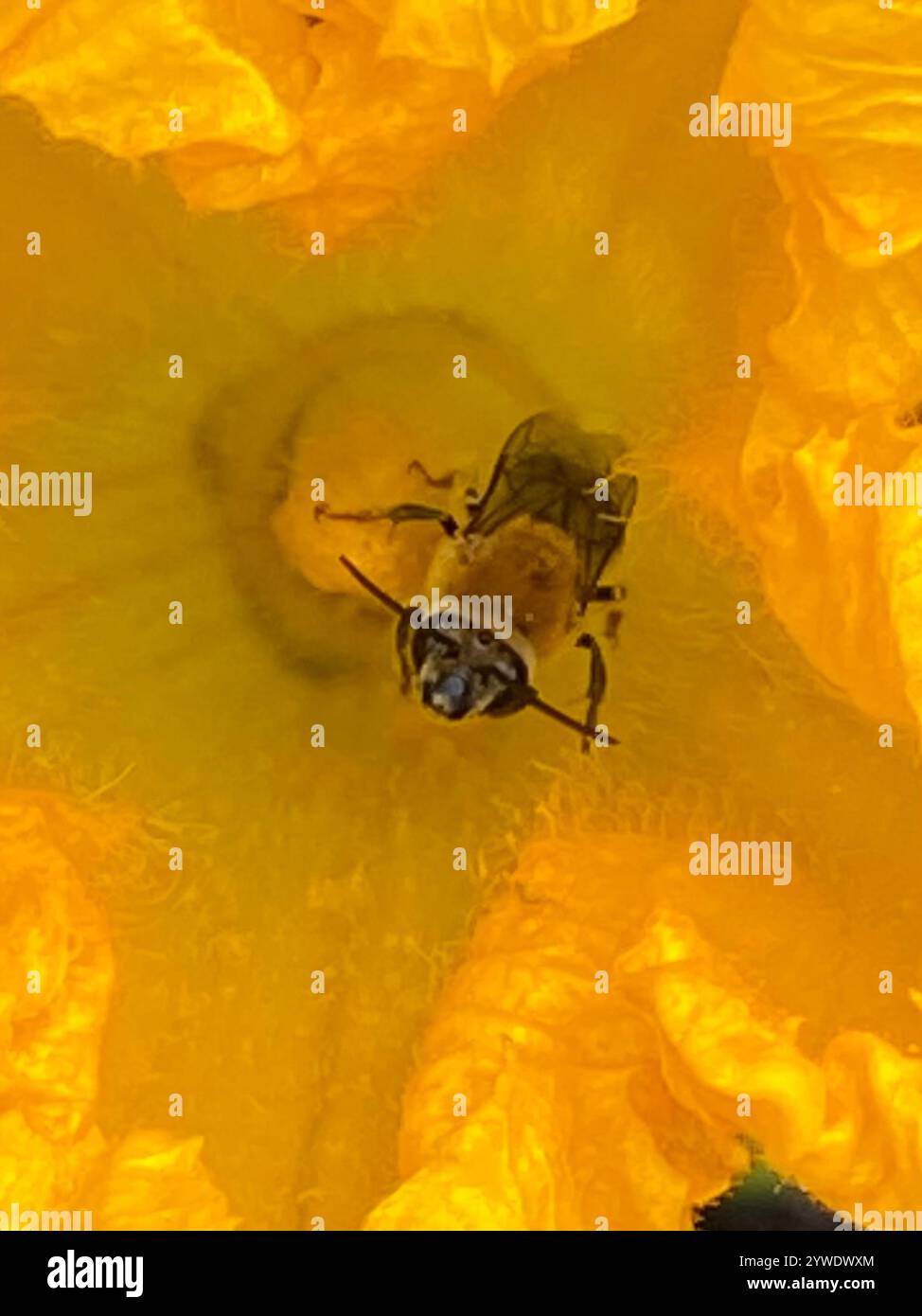 Pruinose Squash Bee (Peponapis pruinosa Stock Photo - Alamy