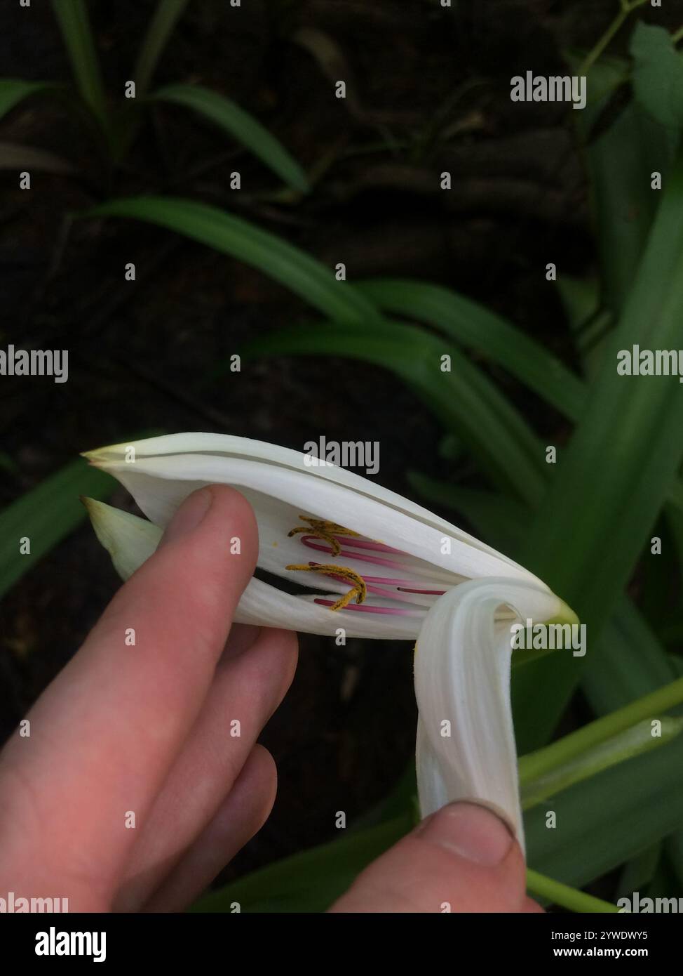 Southern Swamp Crinum (Crinum americanum Stock Photo - Alamy