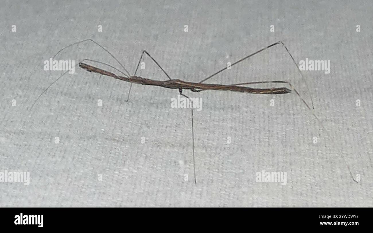 Thread-legged Bugs (Emesinae Stock Photo - Alamy