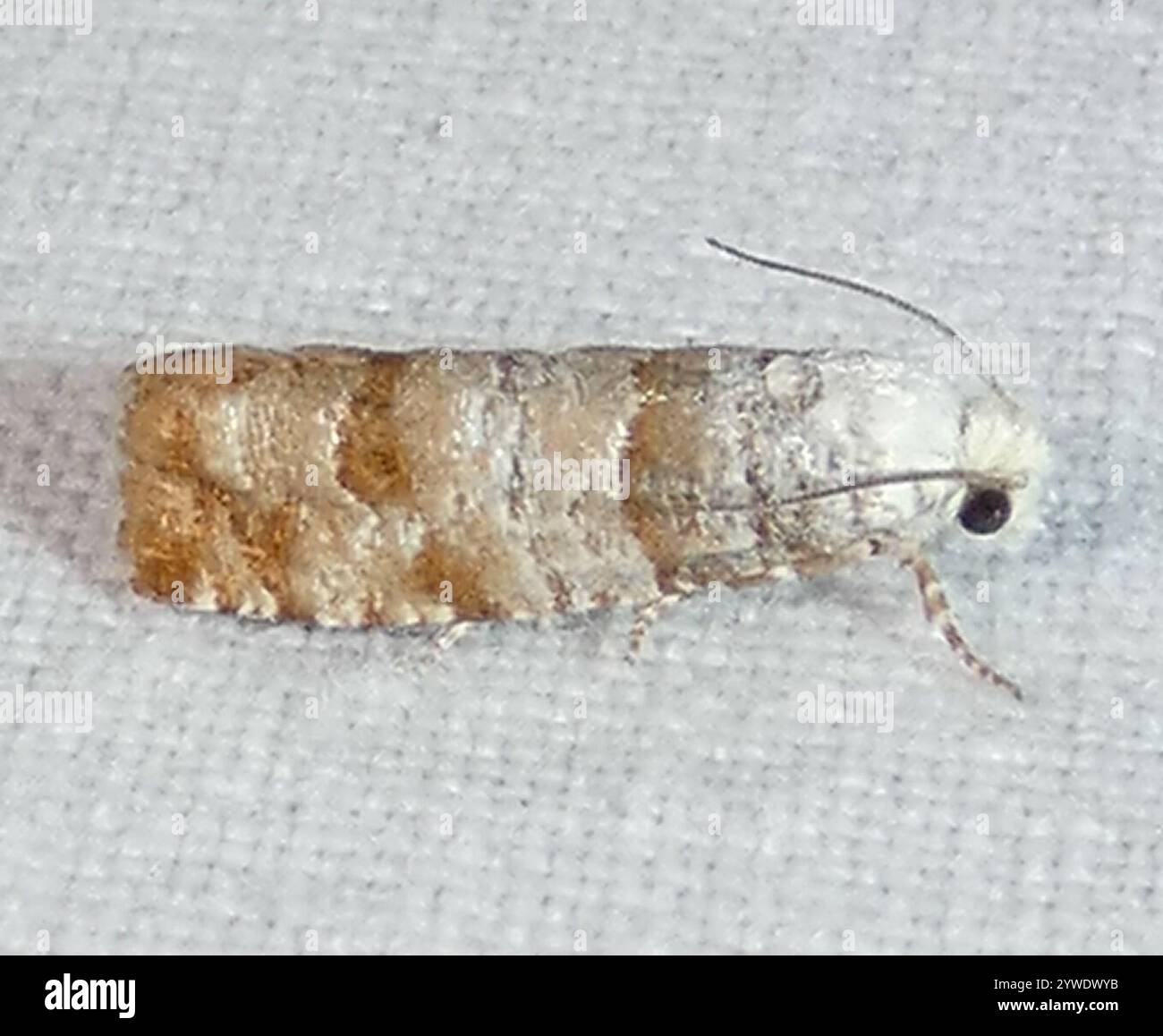 Pine Tip Moths (Rhyacionia Stock Photo - Alamy
