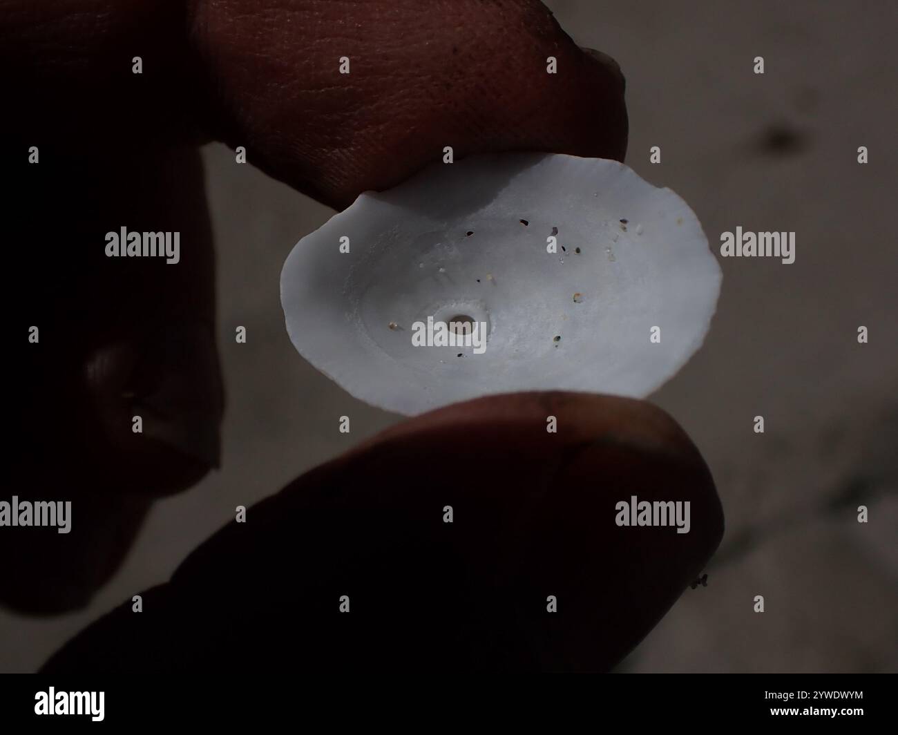 Rough Keyhole Limpet (Diodora aspera Stock Photo - Alamy