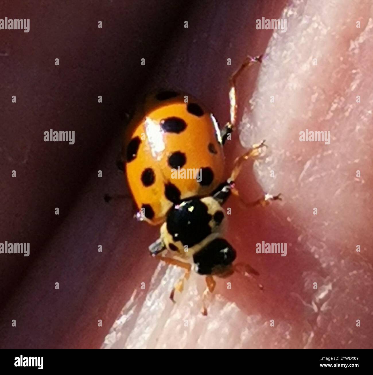 Thirteen spotted lady beetle hi-res stock photography and images - Alamy