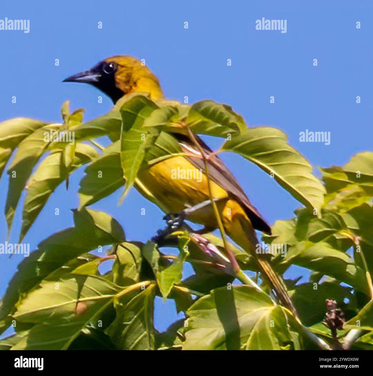Orchard Oriole (Icterus spurius Stock Photo - Alamy