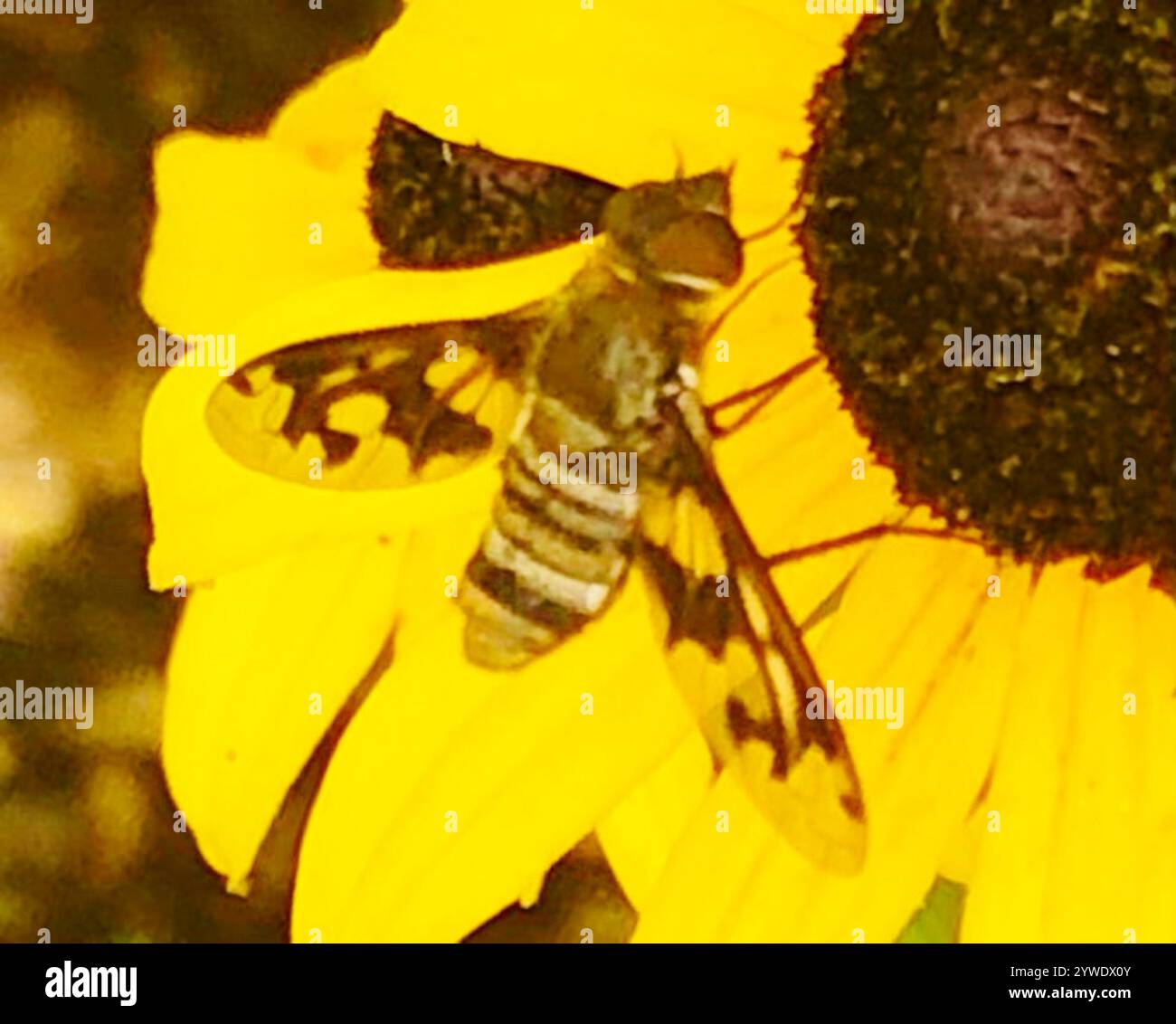 Band-winged Bee Fly (Exoprosopa fascipennis Stock Photo - Alamy