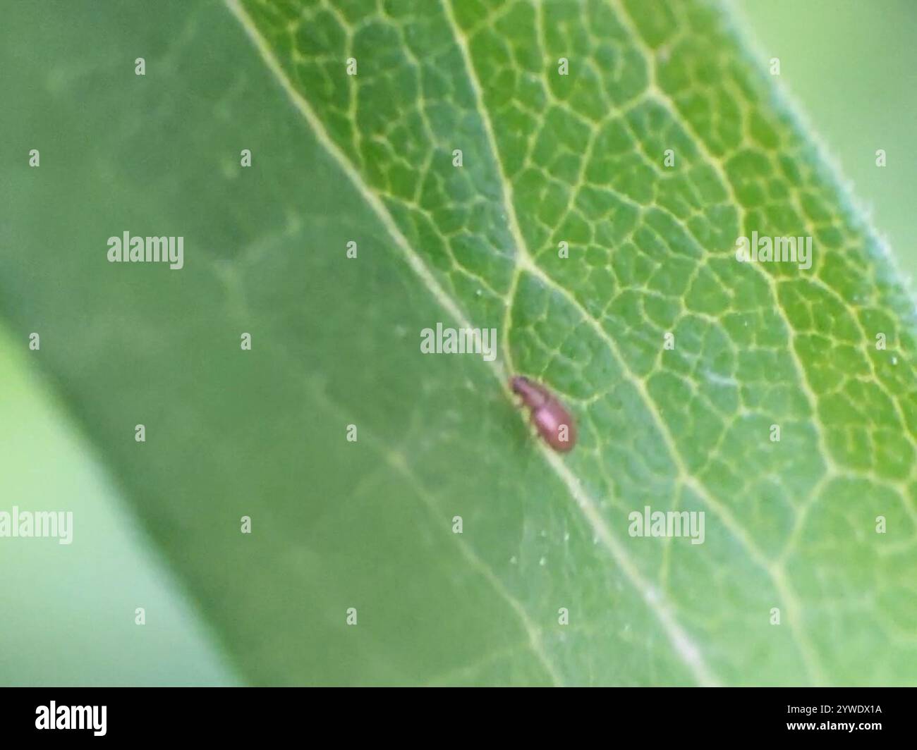 Minute Brown Scavenger Beetles (Latridiidae Stock Photo - Alamy