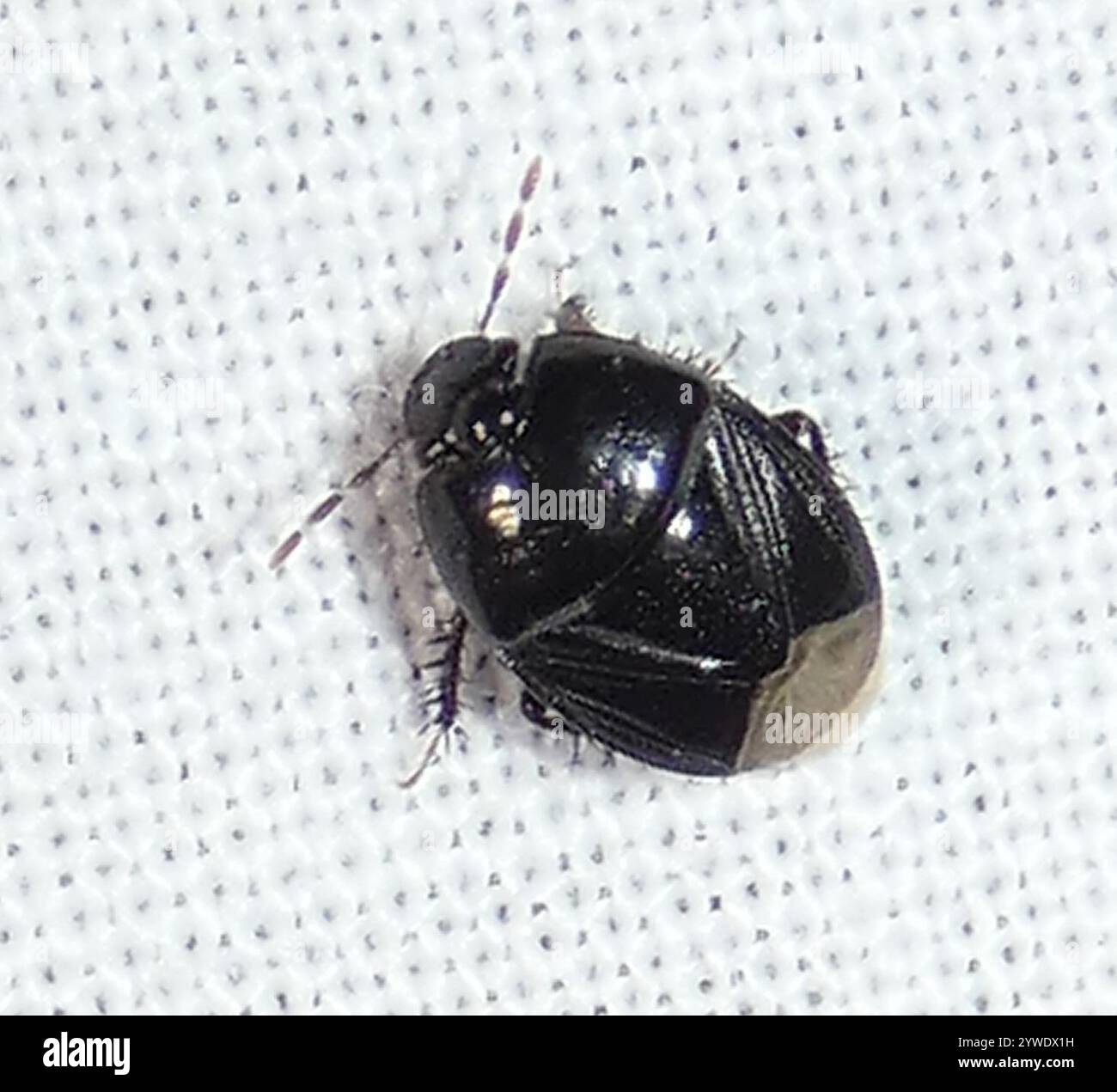 Two-lined Burrowing Bug (Pangaeus bilineatus Stock Photo - Alamy