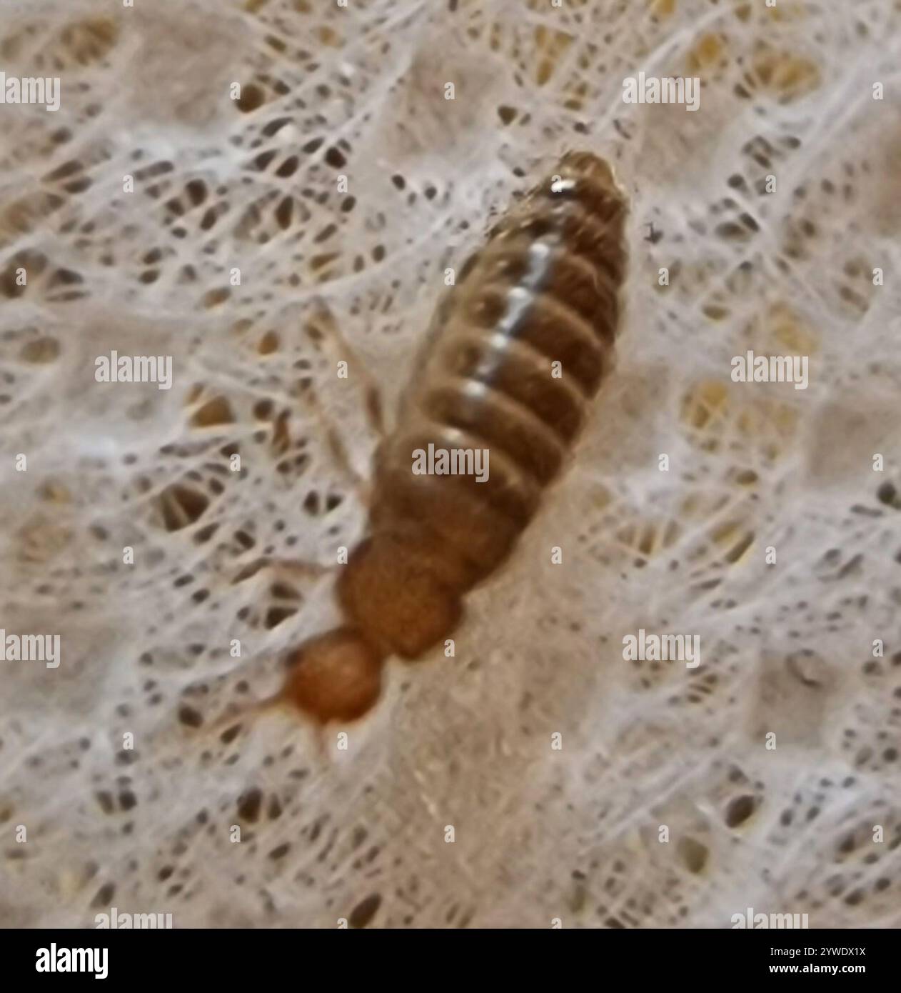 Winged and Once-winged Insects (Pterygota Stock Photo - Alamy