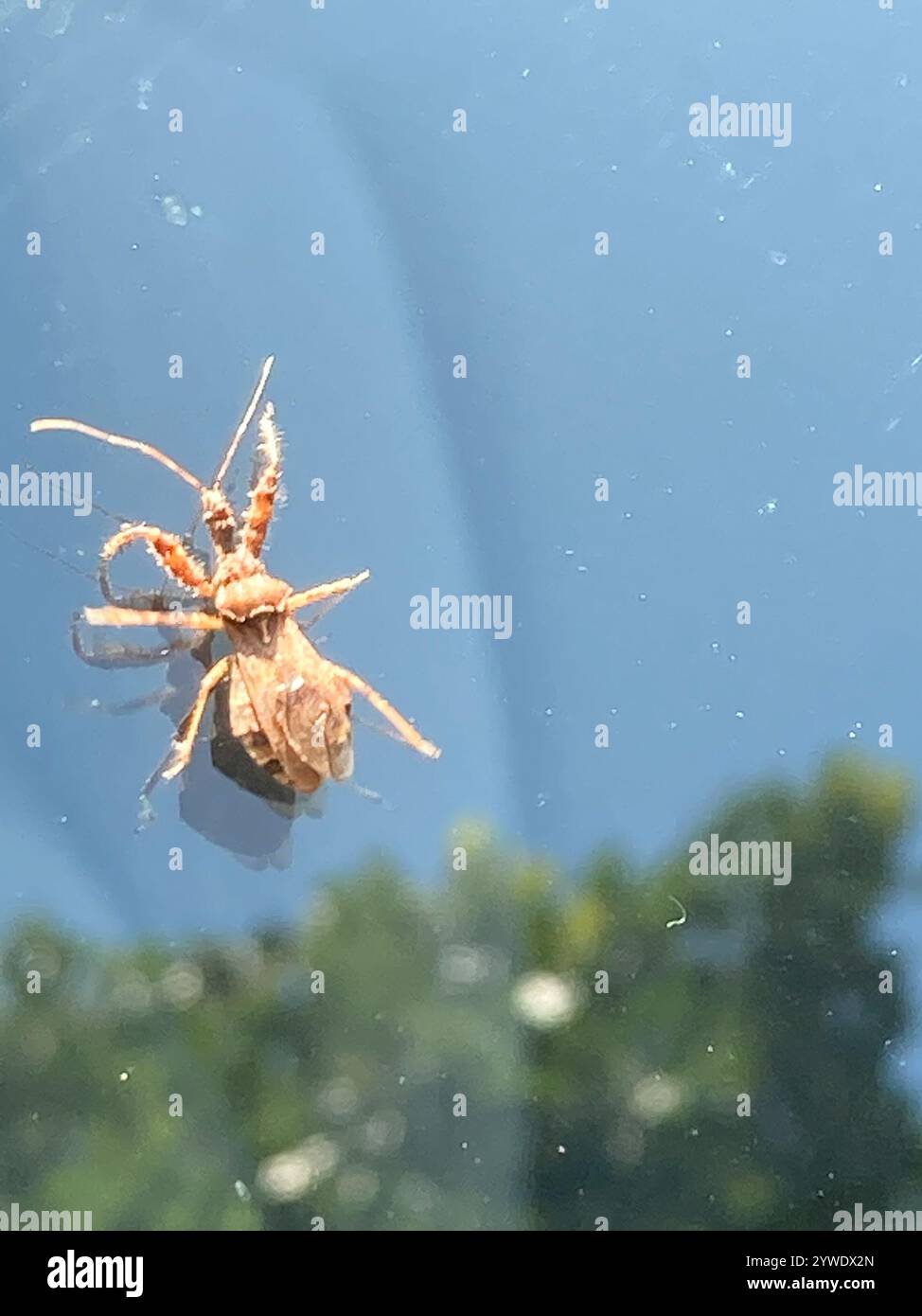 Spiny assassin bug hi-res stock photography and images - Alamy
